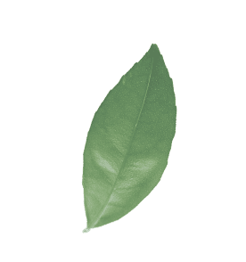 Adorable Landscape and Lawn care - Muscatine IA - Eastern Iowa ...